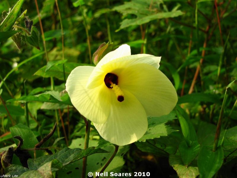 Abelmoschus manihot subsp. tetraphyllus var. tetraphylla – eFlora of India